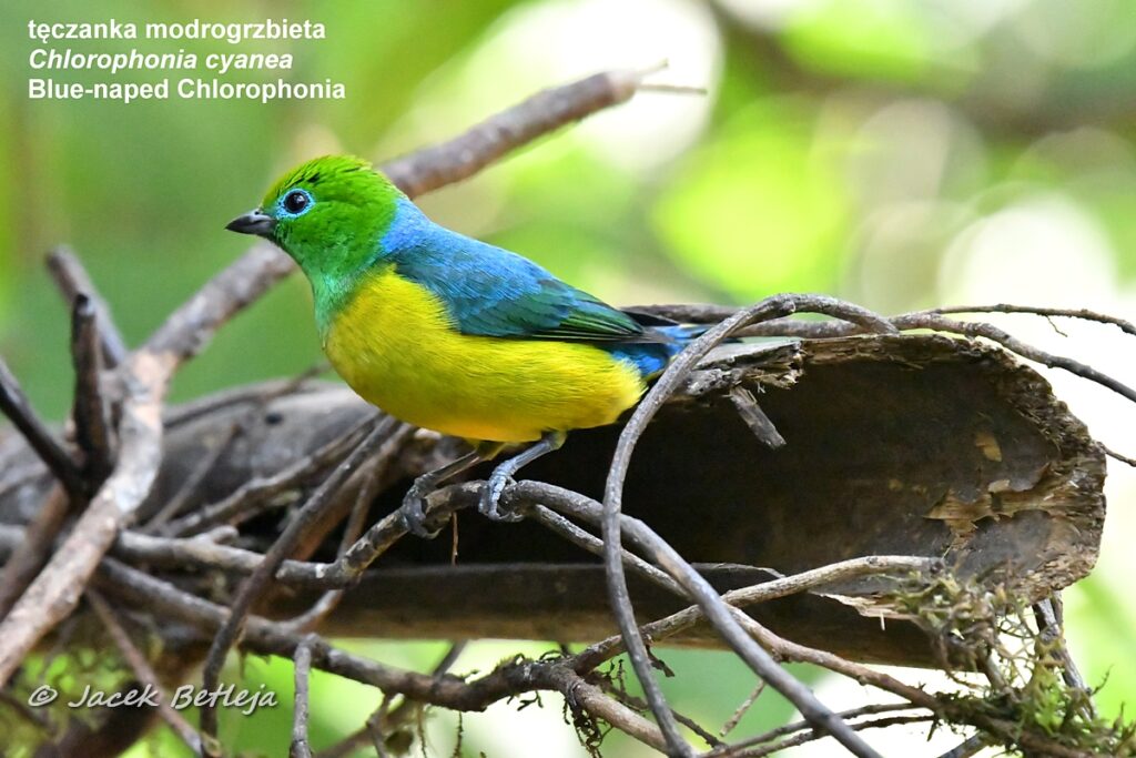 Paragwaj i Iguazu – wyprawa przyrodnicza - Fotowyprawy i warsztaty ...